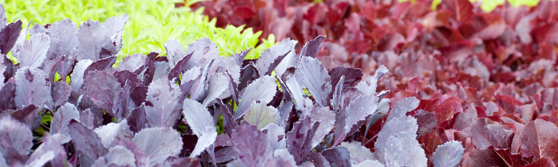 Digital Marketing Services - Fundibu